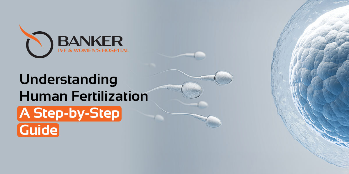 Human Fertilization Journey – Explained in 7 Steps